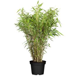 Gartenbambus 50-60 cm, 19 cm Topf