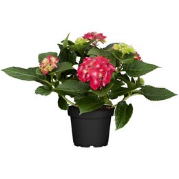 toom Hortensie rot, 10,5 cm Topf