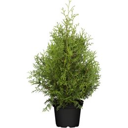 toom Lebensbaum 'Brabant', 26 cm Topf