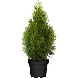 toom Lebensbaum 'Smaragd', 70-80 cm, 29 cm Topf