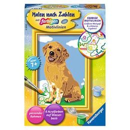 Ravensburger Malen-nach-Zahlen Kleiner Golden Retriever mehrfarbig