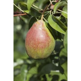 naturtalent by toom Naturtalent by toom Bio-Birnenbusch 'Clapps Liebling' 26 cm Topf