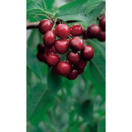 naturtalent by toom Naturtalent by toom Bio Kirsche 'Hedelfinger', Busch 25 cm Topf