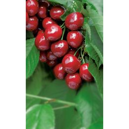naturtalent by toom Naturtalent by toom Bio Kirsche 'Lapins', Busch 25 cm Topf
