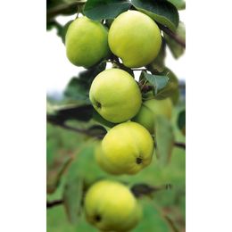 naturtalent by toom Naturtalent by toom Bio Apfel 'Klarapfel', Busch 25 cm Topf