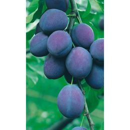 naturtalent by toom Naturtalent by toom Bio Pflaume 'President', Busch 25 cm Topf