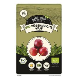 Naturtalent by toom Bio Kirschbusch 'Van', Busch 25 cm Topf