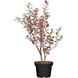 naturtalent by toom Naturtalent by toom Bio-Heidelbeere 'Elisabeth' 19 cm Topf