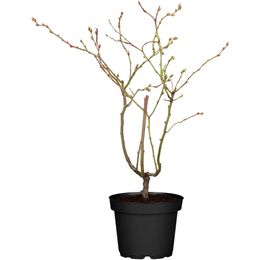 naturtalent by toom Naturtalent by toom Bio-Heidelbeere 'Blue Gold' 19 cm Topf