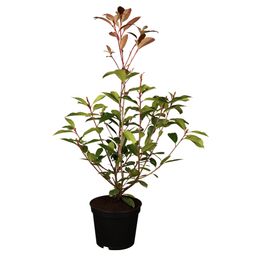 toom Glanzmispel 'Red Robin' 24 cm Topf