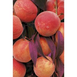 naturtalent by toom Naturtalent by toom Bio Rotblätteriger Pfirsich 'Rubi', Busch 25 cm Topf