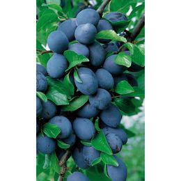 naturtalent by toom Naturtalent by toom Bio Pflaume 'Hauszwetschge', Busch 25 cm Topf
