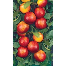 naturtalent by toom Naturtalent by toom Bio Nektarine, Busch 25 cm Topf
