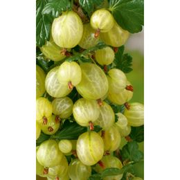 naturtalent by toom Naturtalent by toom Bio Stachelbeere 'Muccurines', Busch 19 cm Topf