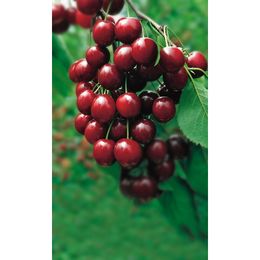 naturtalent by toom Naturtalent by toom Bio Kirsche 'Morellenfeuer', Busch 25 cm Topf
