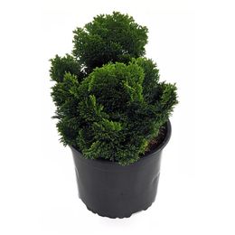toom Muschel-Zypresse 'Nana Gracilis' 17 cm Topf