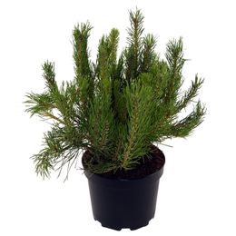 toom Krummholz-Kiefer 17 cm Topf