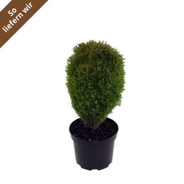 toom Lebensbaum 'Teddy' 17 cm Topf