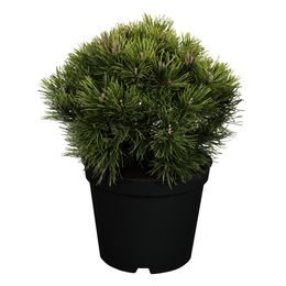 Kugel-Kiefer 'Mops', 19 cm Topf