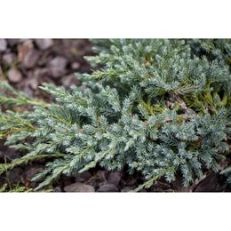 Wacholder 'Blue Carpet', 17 cm Topf