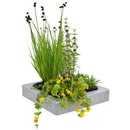toom Teich-Schwimminsel mit 4 Pflanzen 25 x 25 cm