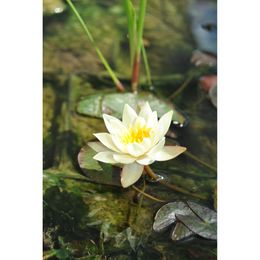 toom Zwergseerose 'Helvola', 11x11 cm Topf