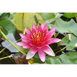 toom Zwergseerose 'Rubra', 11x11 cm Topf