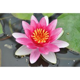toom Seerose 'Attraction' 11 x 11 cm Topf