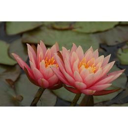 toom Seerose 'Aurora' 11x11 cm Topf