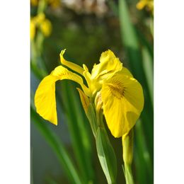 toom Gelbe Sumpfschwertlilie, 9 x 9 cm Topf, 3er-Set
