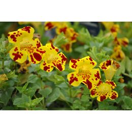 toom Gauklerblume 'Grandiflora', 9 x 9 cm Topf, 3er-Set