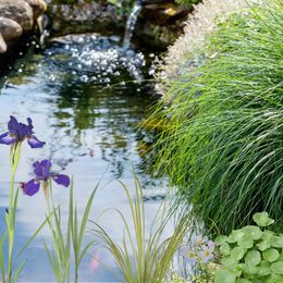 Wasserpflanzen-Mix 'Reinigungspflanzen' 6er-Set