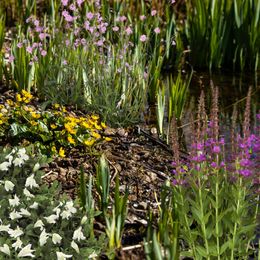 Wasserpflanzen-Mix 'Auenwiese' 6er-Set