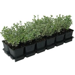 toom Spindelstrauch 'Emerald Gaiety' 9 cm Topf, 12er-Set