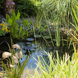 Wasserpflanzen-Mix 'Naturteich' 6er-Set