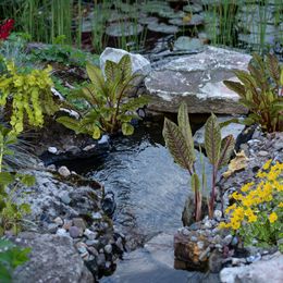 Wasserpflanzen-Mix 'Bachlauf' 6er-Set