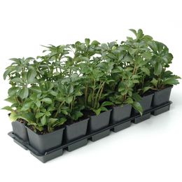 toom Dickmännchen weiß 9 cm Topf, 12er-Set