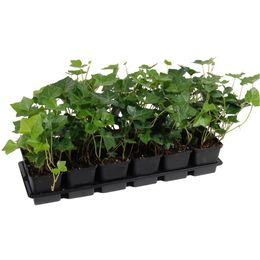 toom Efeu 'Hibernica' 9 cm Topf, 12er-Set