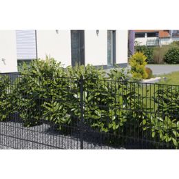 Home Deluxe Doppelstabmattenzaun anthrazit 800 mm x 30 m