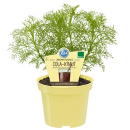 blu Bio-Cola-Kraut 12 cm Topf