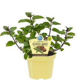 blu Bio-Minze 'Schokominze' 12 cm Topf