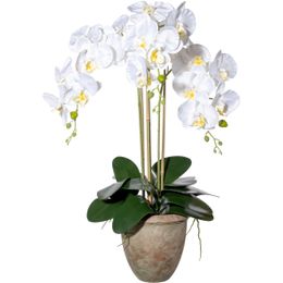 Kunstorchidee Creativ green "Orchidee Phalaenopsis", weiß, H:75cm, Kunstpflanzen, mit traumhaft schönen Blüten