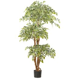 Kunstpflanze Creativ green "Ficus benjamina", grün (grünweiß), H:165cm, Kunststoff, Kunstpflanzen, mit Naturstamm