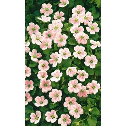 Reiherschnabel, 9 cm Topf, 3er-Set