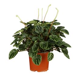 toom Zwergpfeffer 'Rana Verde' 10,5 cm Topf