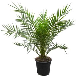 toom Kanarische Dattelpalme 180-200 cm, 30 cm Topf