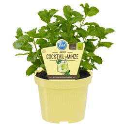 blu Bio-Minze 'Hugo-Cocktailminze' 12 cm Topf