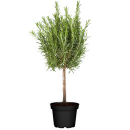 toom Rosmarin Ministamm 14 cm Topf