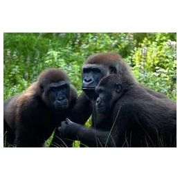 Fototapete papermoon "Gorilla-Treffen", bunt, B:3,5m L:2,6m, Vlies, Tapeten