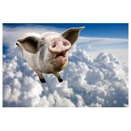 Fototapete papermoon "Fliegende Schweine", bunt, B:3,5m L:2,6m, Vlies, Tapeten
